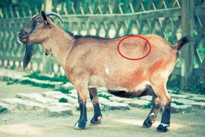 Goat Bloat: Symptoms, Treatment, and Prevention - Goat Journal